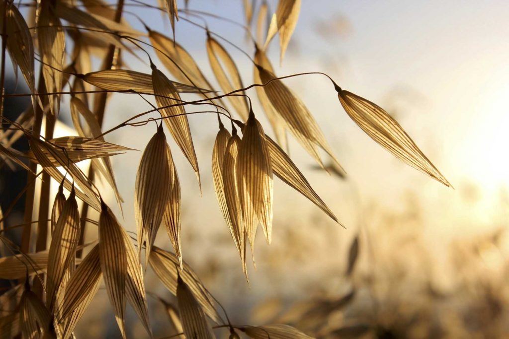 What is Oat Fiber? Dietary Fiber Sources - Grain Millers