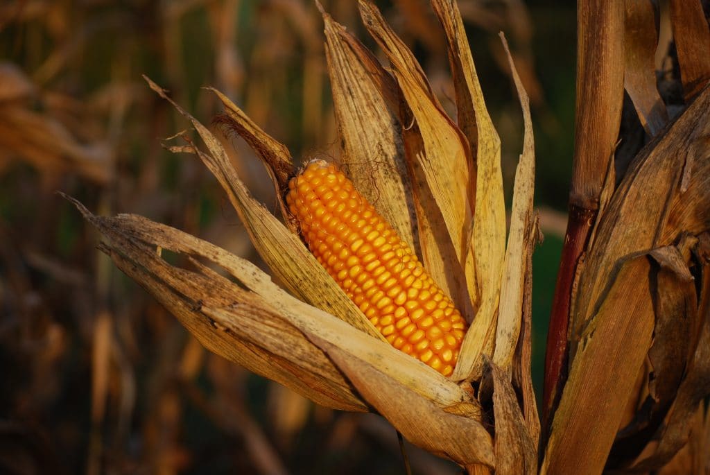 Tips to Producing Food-Grade Corn, part 2 – Disease Identification ...