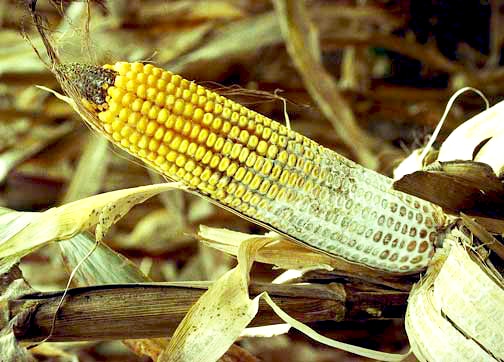 Tips to Producing Food-Grade Corn, part 2 – Disease Identification ...