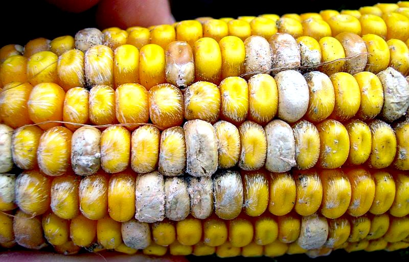 Tips to Producing Food-Grade Corn, part 2 – Disease Identification ...