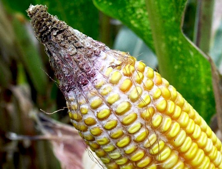 Tips to Producing Food-Grade Corn, part 2 – Disease Identification ...
