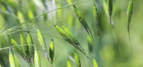 6 Keys to Producing Food-Grade Oats - Grain Millers