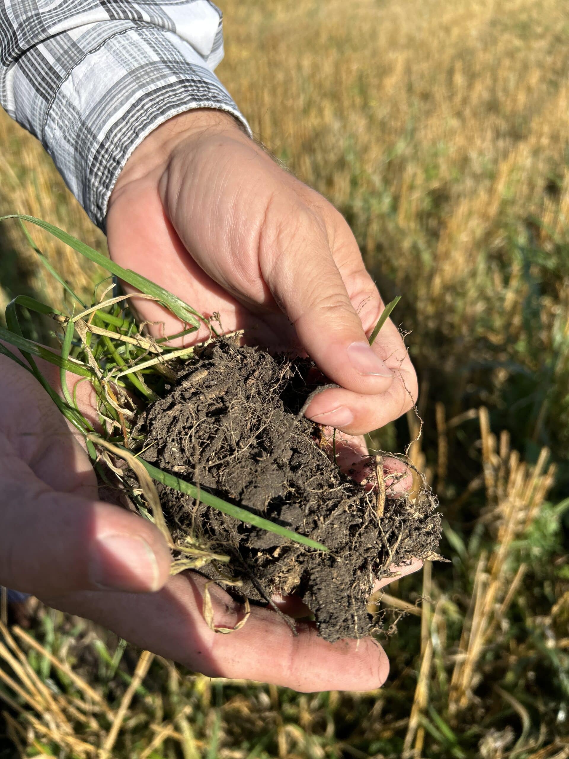 How to Plan a Regenerative Summer - Grain Millers