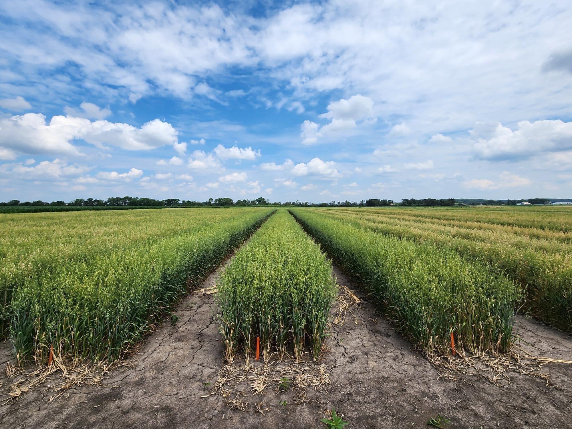 How to Select Resilient Oat Varieties - Grain Millers