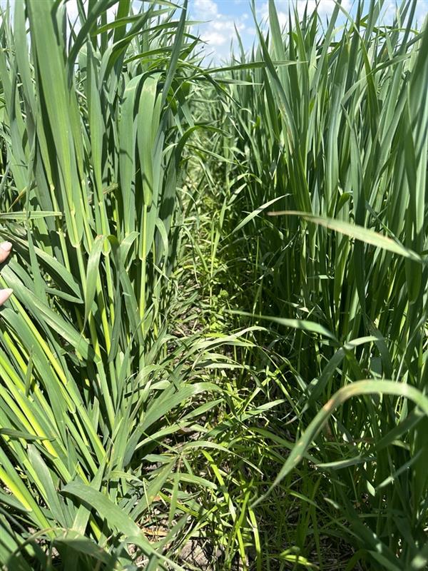A Farmers Experience Planting Cover Crops for the First Time - Grain ...